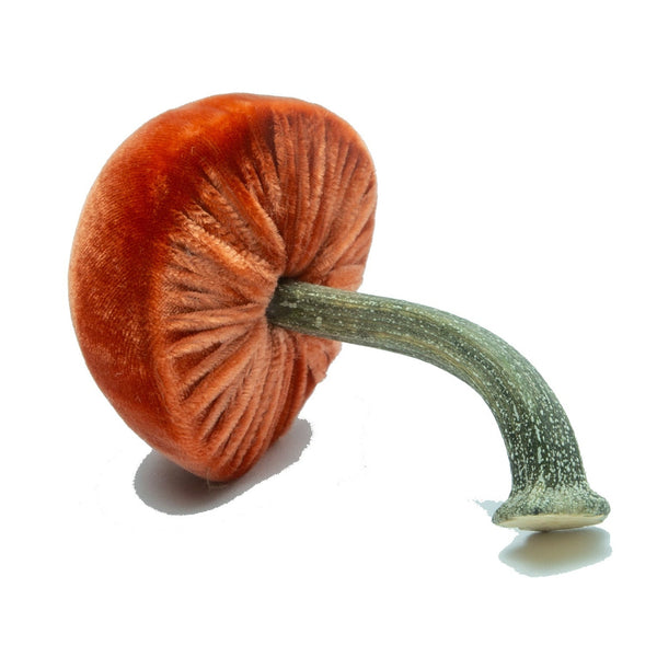 Hot Skwash | Silk Velvet Mushrooms - Mini Persimmon Mushroom - hotskwash